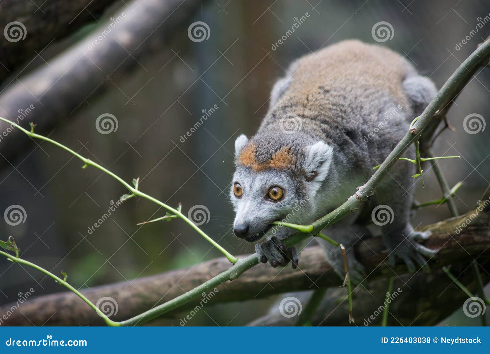 Wild Lemur Standing on Tree Branch Stock Photo - Image of nature ...