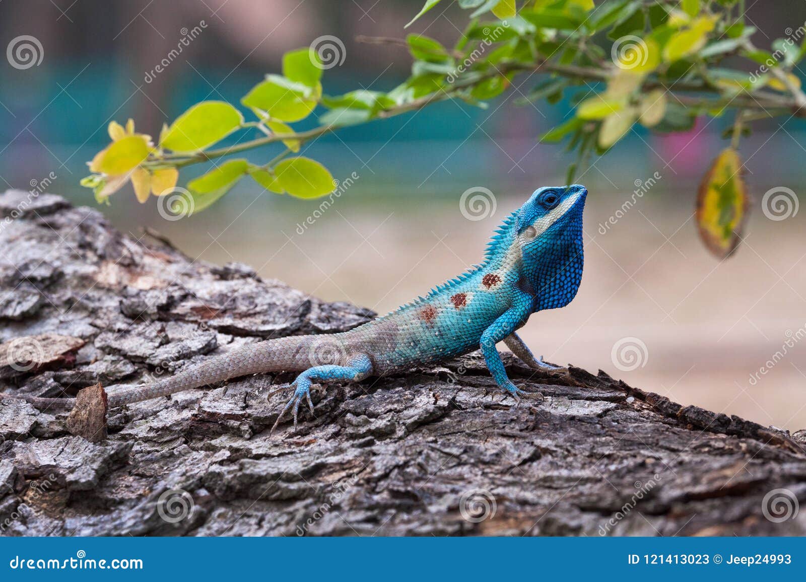 The Portrait of Wild Lizard. Stock Image - Image of head, color: 121413023