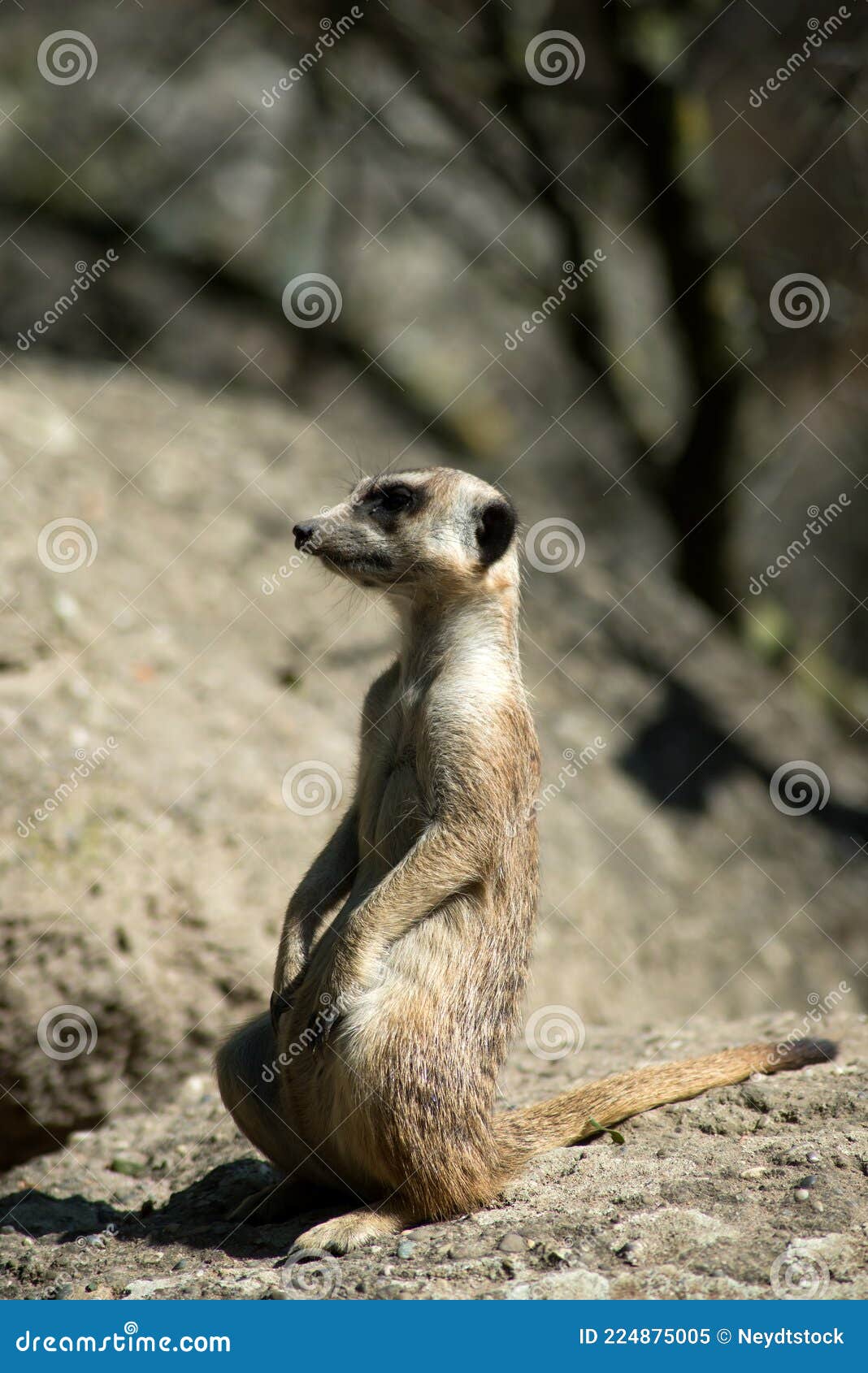 Wild Meerkat Standing on the Land Stock Image - Image of kalahari, life ...