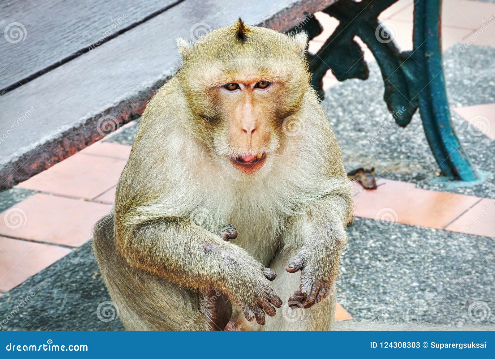 Portrait of a Wild Monkey Sitting on the Floor Stock Image - Image of ...
