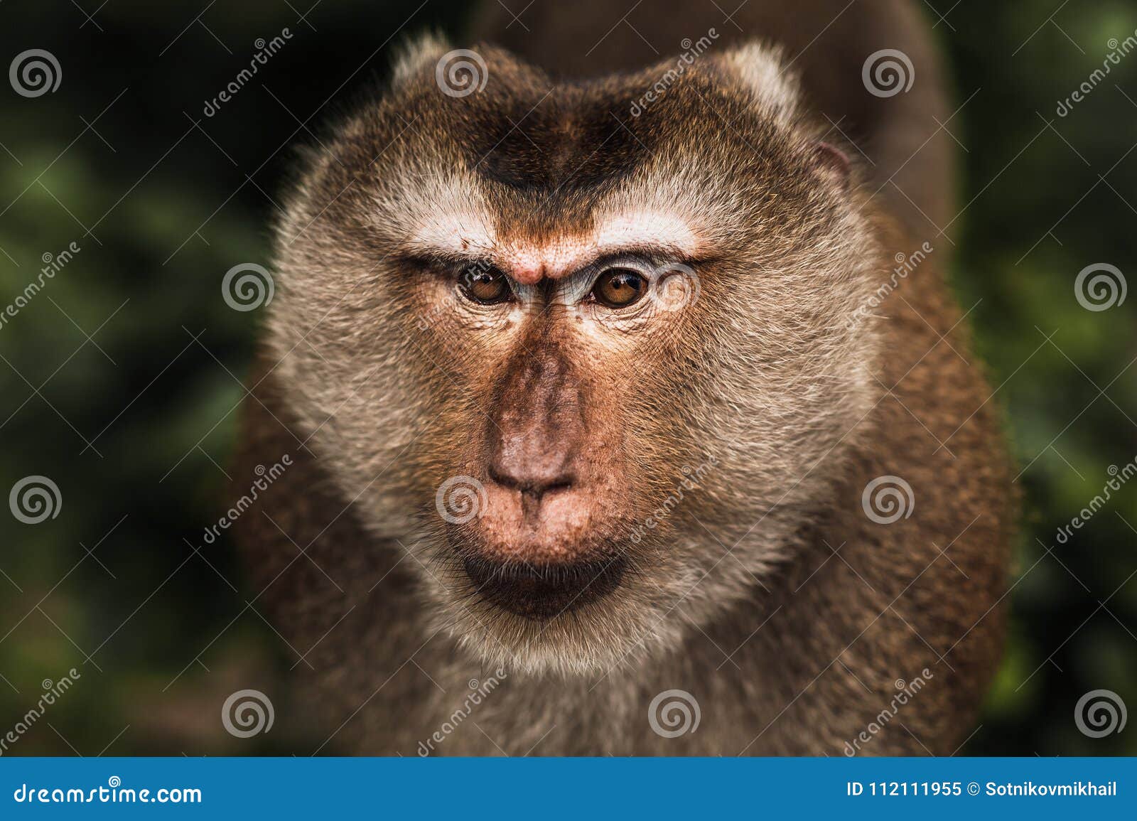 Portrait of a Wild Monkey. a Selfie of a Monkey. Macaque Looks at the ...