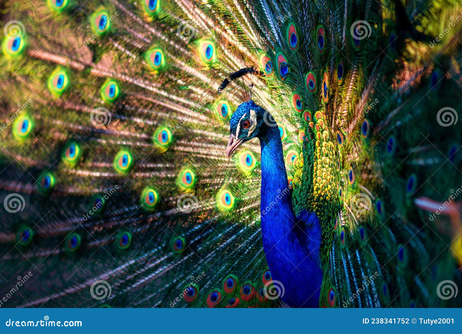 Portrait of Wild Peacock with a Beautiful Tail Stock Photo - Image of ...