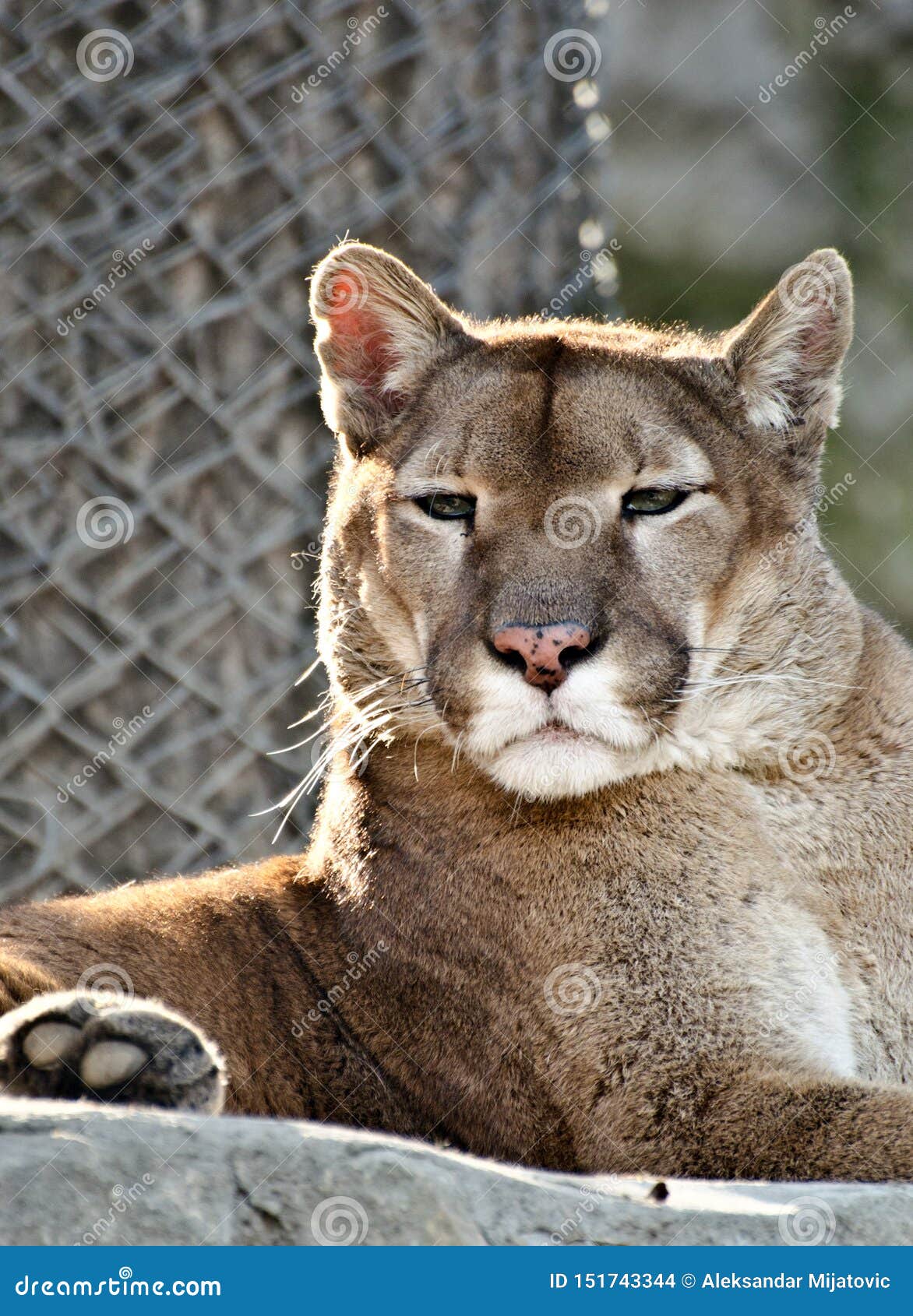 Portrait of the wild puma stock photo. Image of puma - 151743344