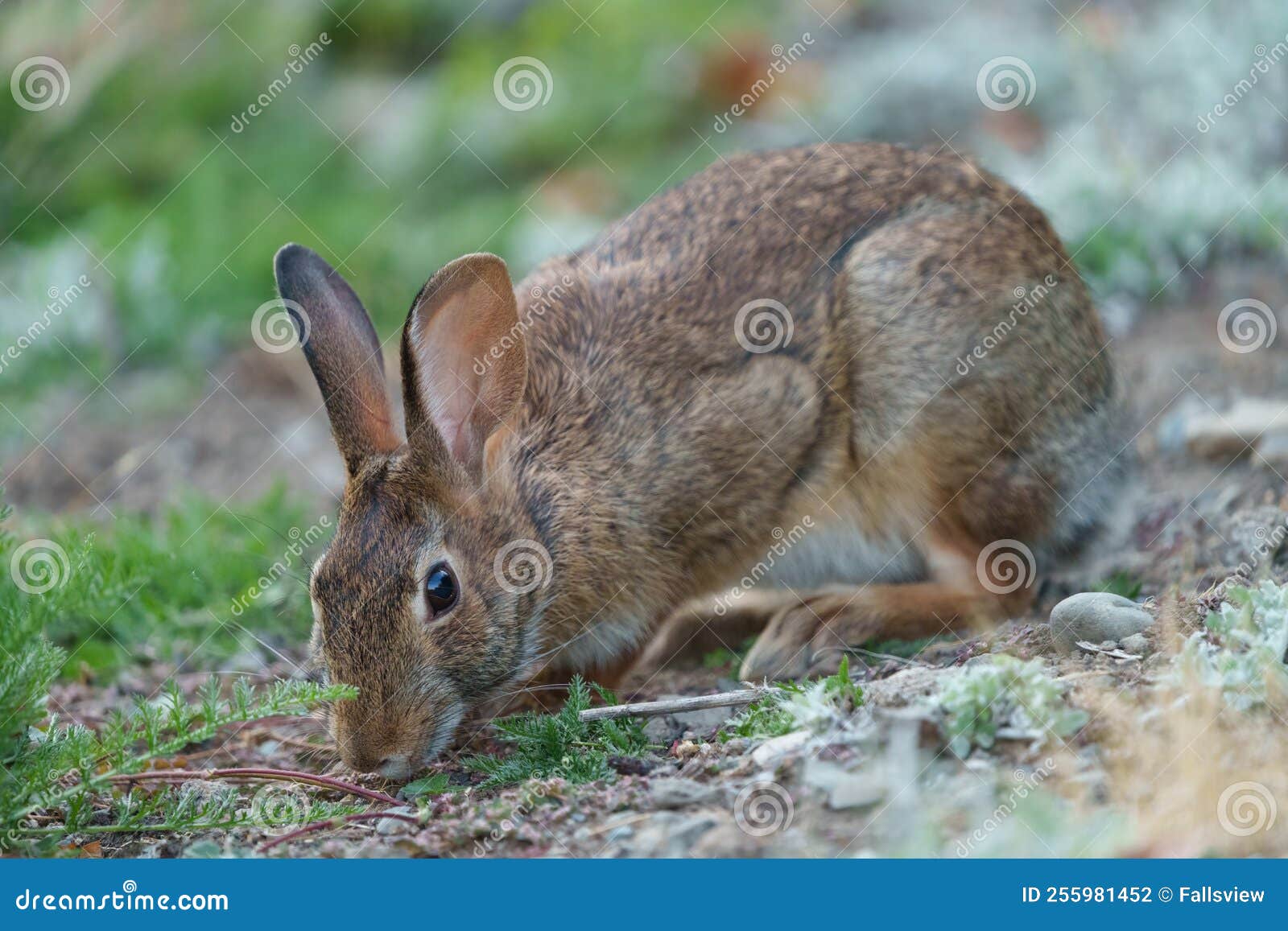 Wild Rabbit Resting and Feeding on Grassland Stock Photo - Image of ...