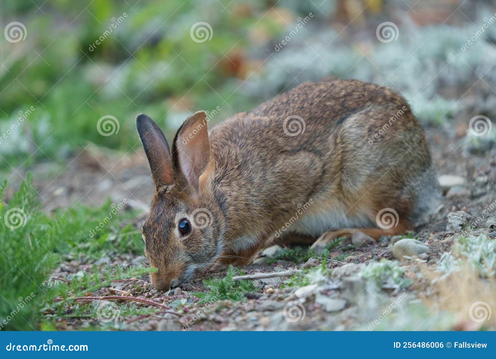 Wild Rabbit Resting and Feeding on Grassland Stock Photo - Image of ...