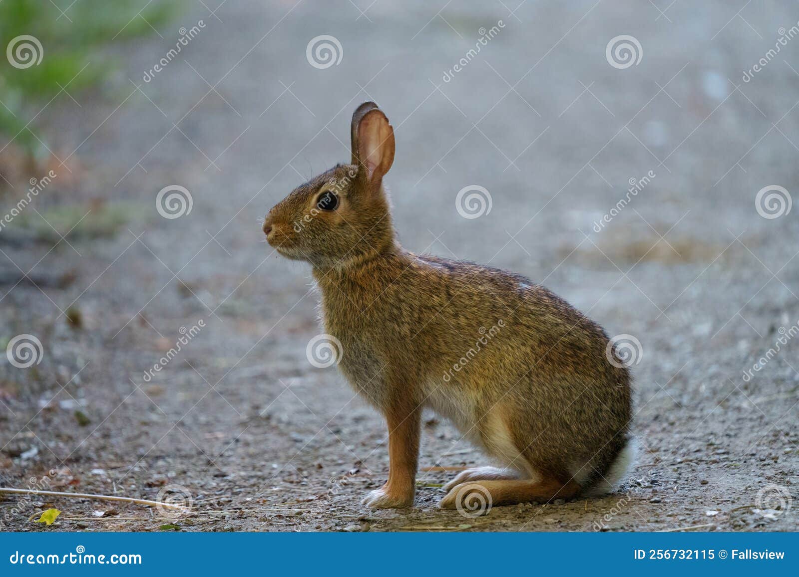 Wild Rabbit Resting and Feeding on Grassland Stock Image - Image of ...