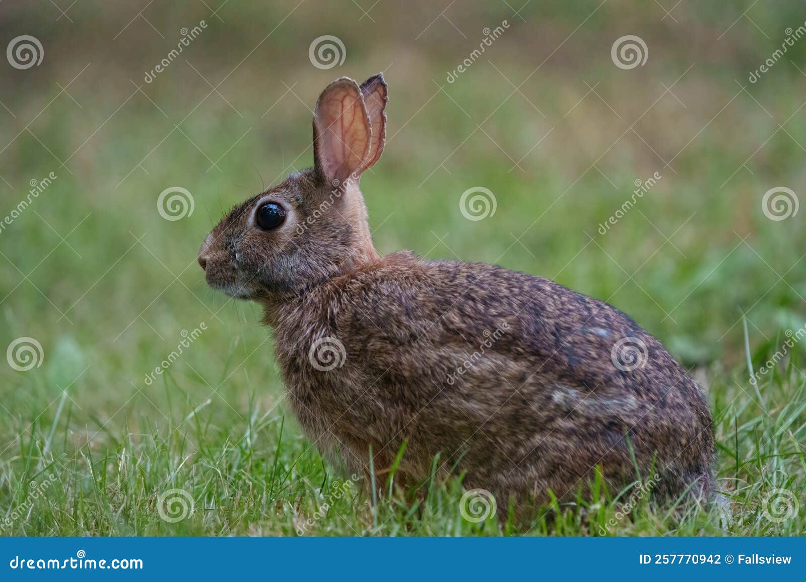 Wild Rabbit Resting and Feeding on Grassland Stock Photo - Image of ...