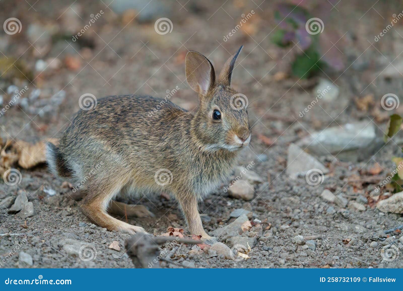 Wild Rabbit Resting and Feeding on Grassland Stock Image - Image of ...