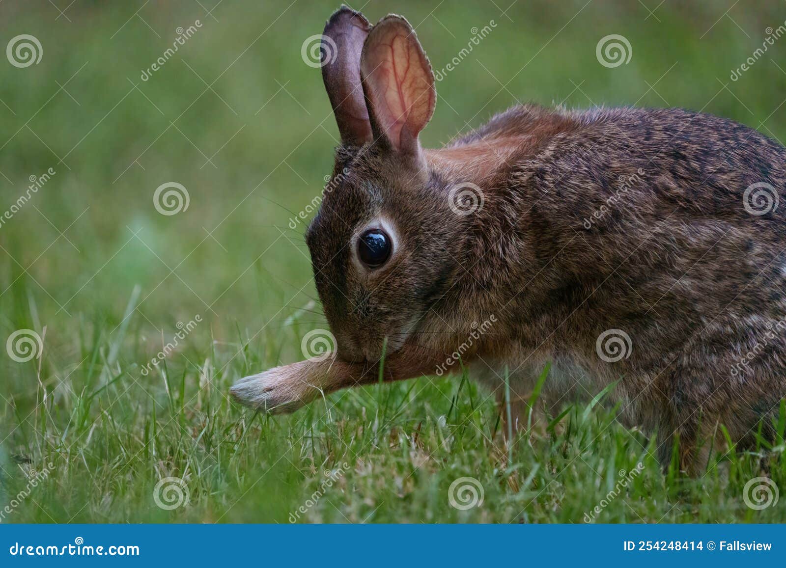 Wild Rabbit Resting on Grassland Stock Photo - Image of snout, relaxing ...