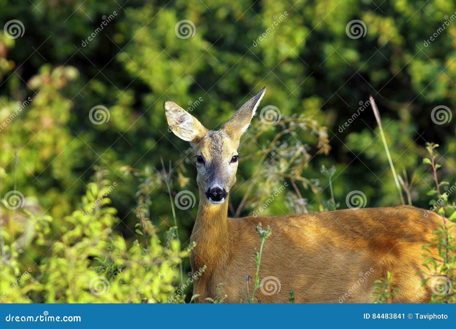Portrait of Wild Roe Deer Doe Stock Image - Image of green, mammal ...