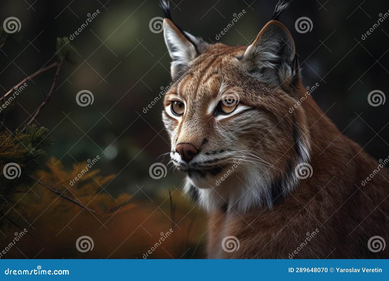 A Portrait of a Wise and Extraordinary Large Wild Cat Stock ...