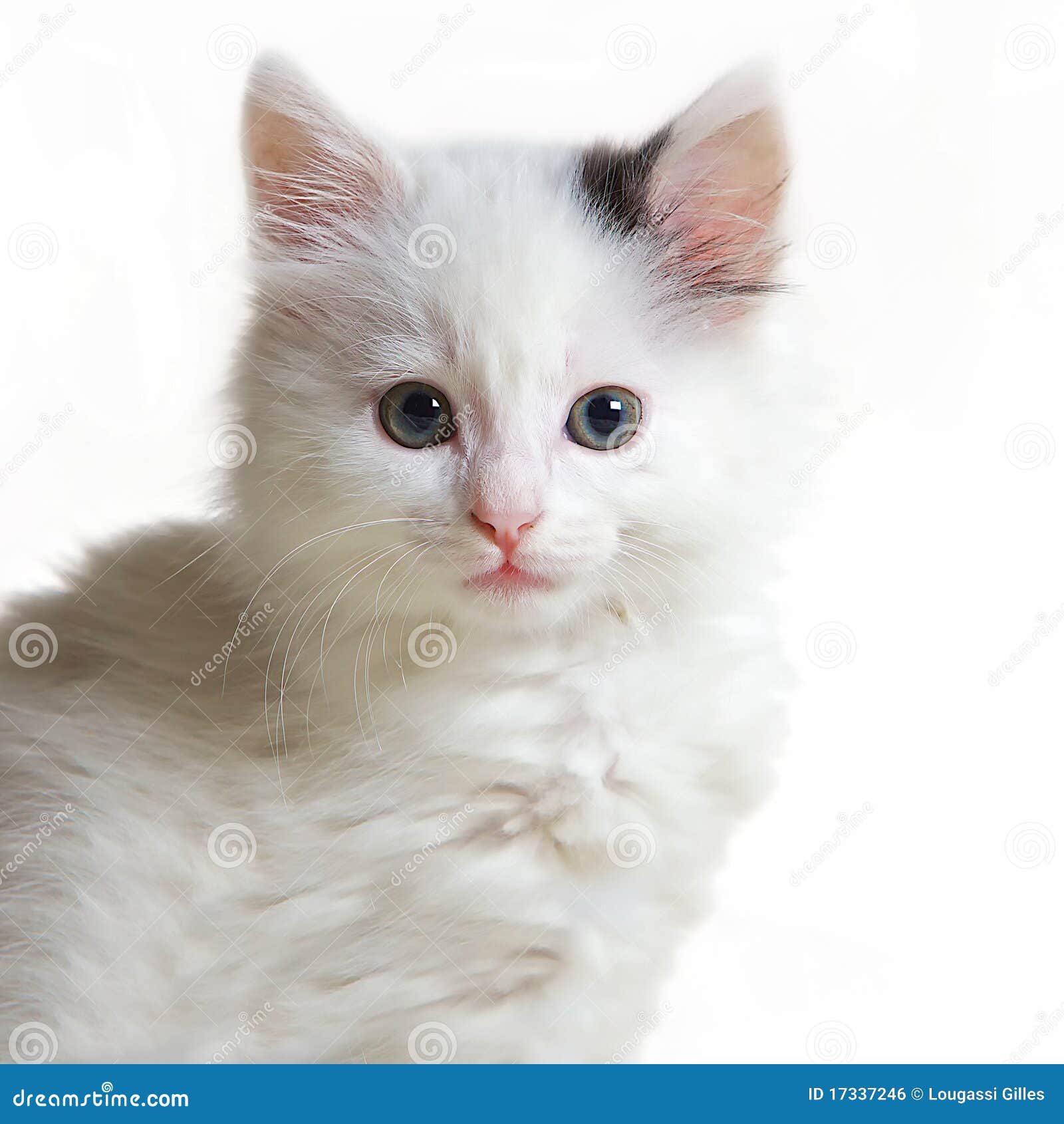 Portrait of withe cat stock photo. Image of white, spot - 17337246