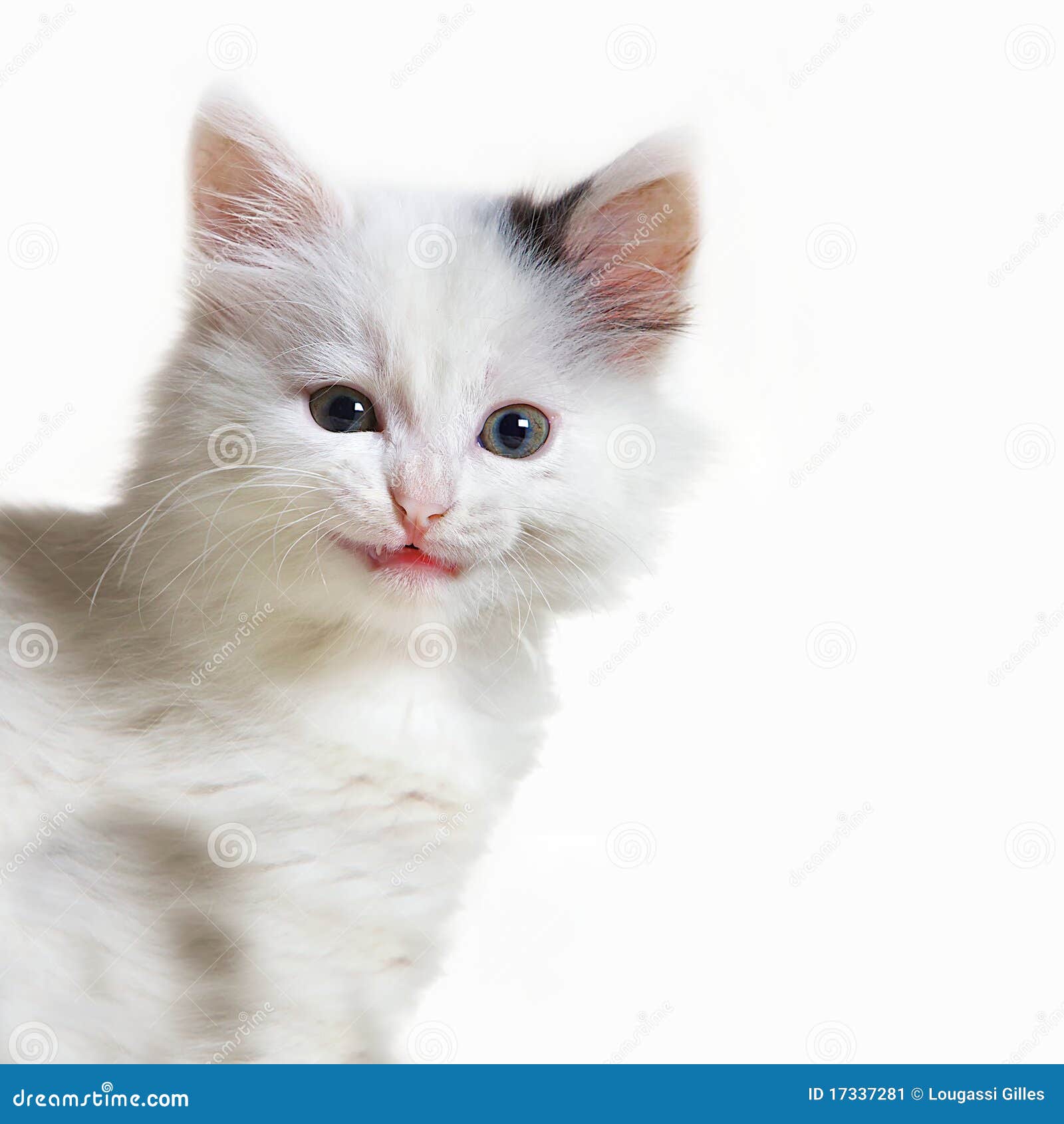 Portrait of withe cat stock image. Image of baby, white - 17337281