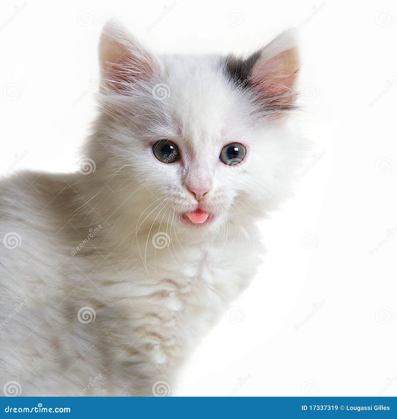 Portrait of withe cat stock image. Image of domestic - 17337319