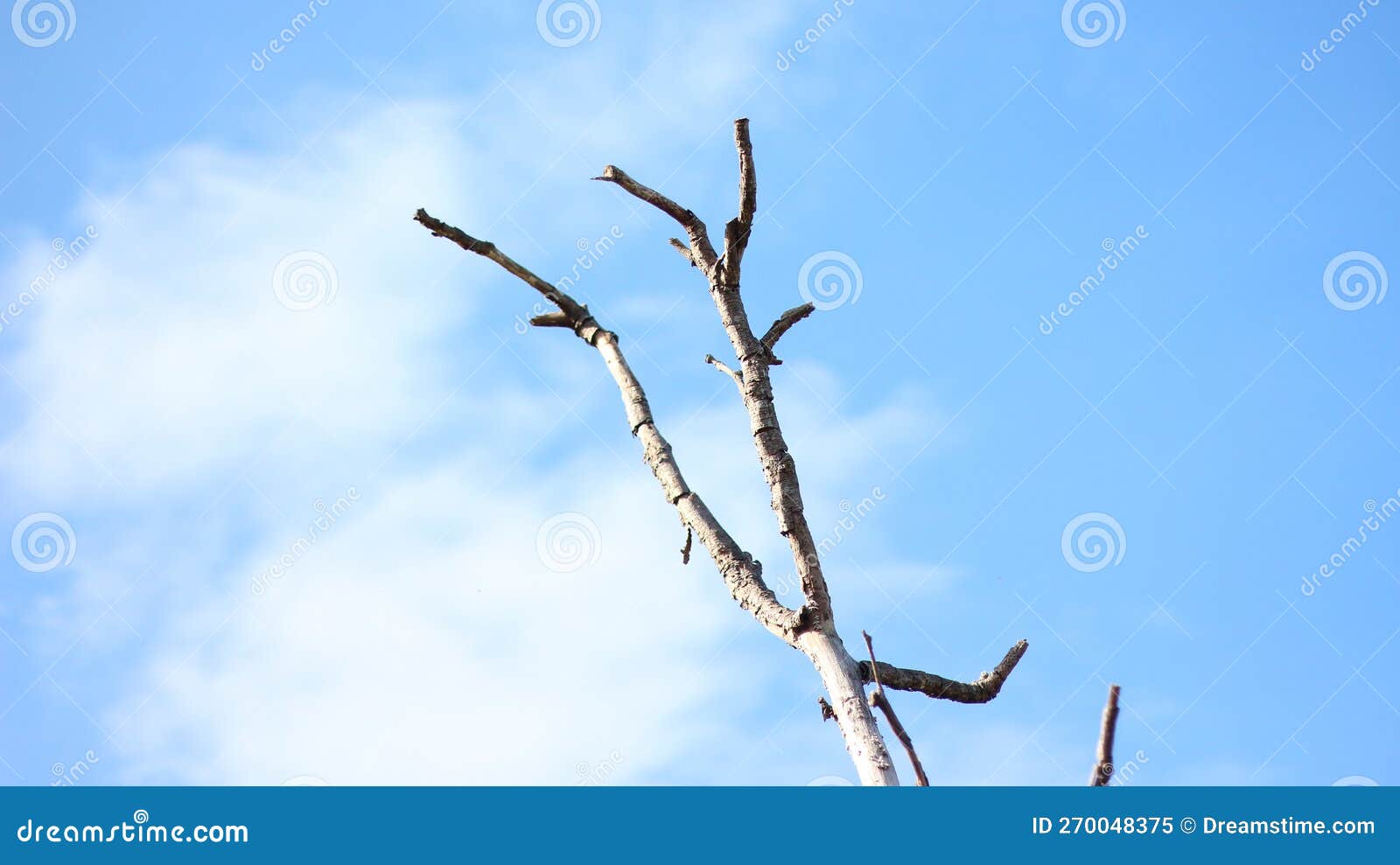 Portrait of a Withered Tree Branch Stock Image - Image of background ...