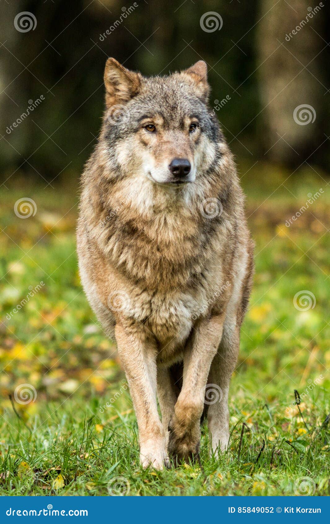 Portrait of a Wolf in Autumn Forest Stock Photo - Image of wolf ...