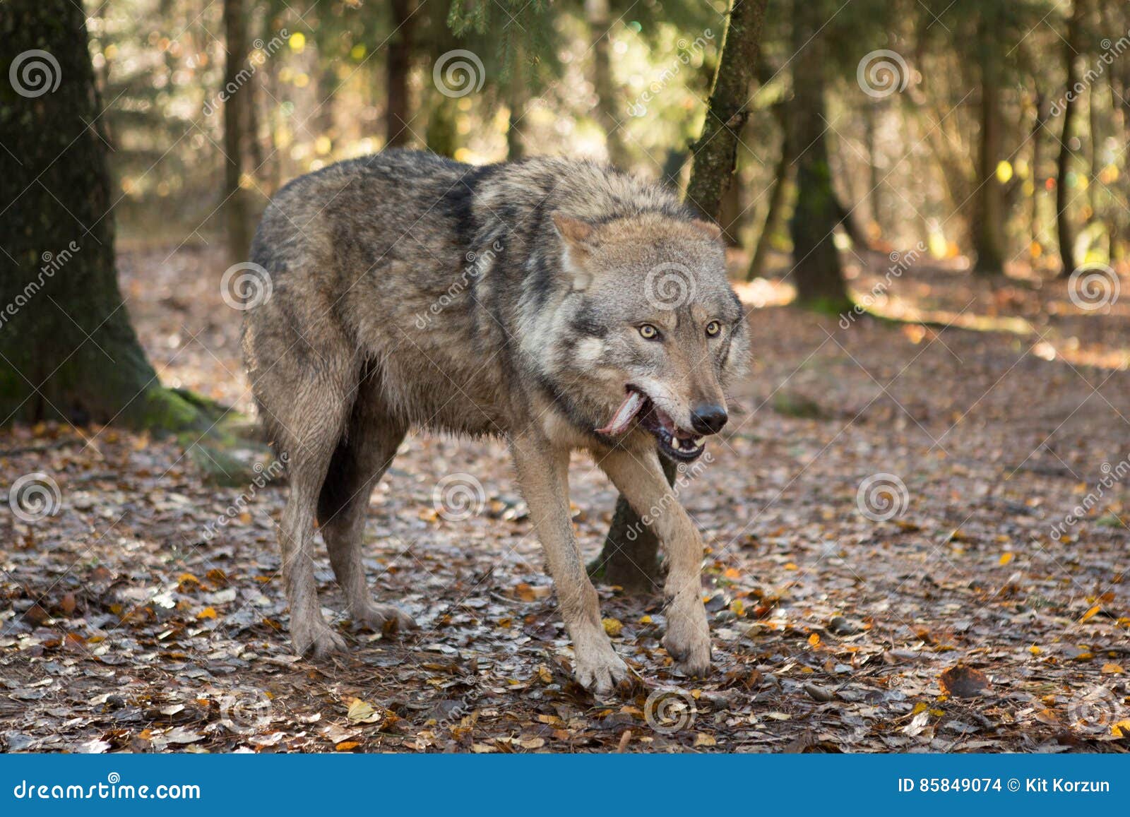 Portrait of a Wolf in Autumn Forest Stock Photo - Image of lupus ...