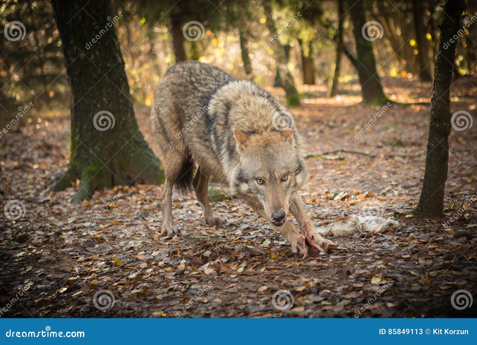 Portrait of a Wolf in Autumn Forest Stock Image - Image of close ...