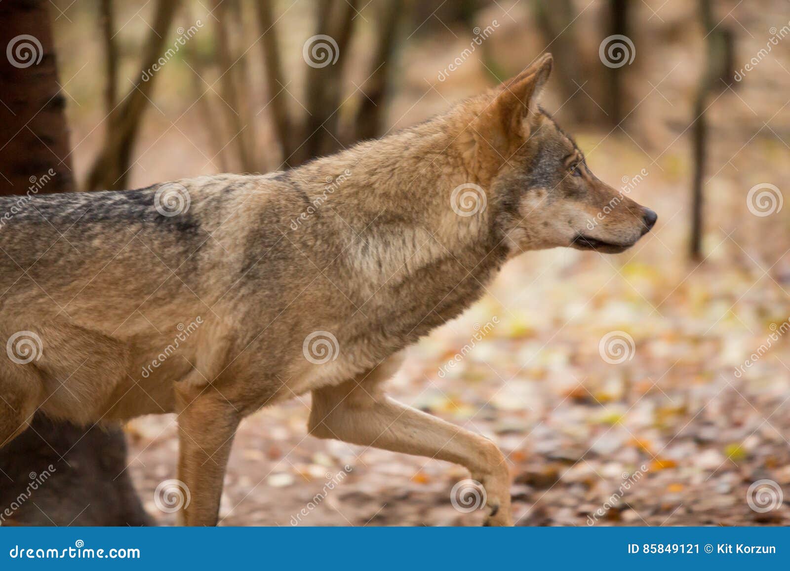 Portrait of a Wolf in Autumn Forest Stock Image - Image of cage, close ...