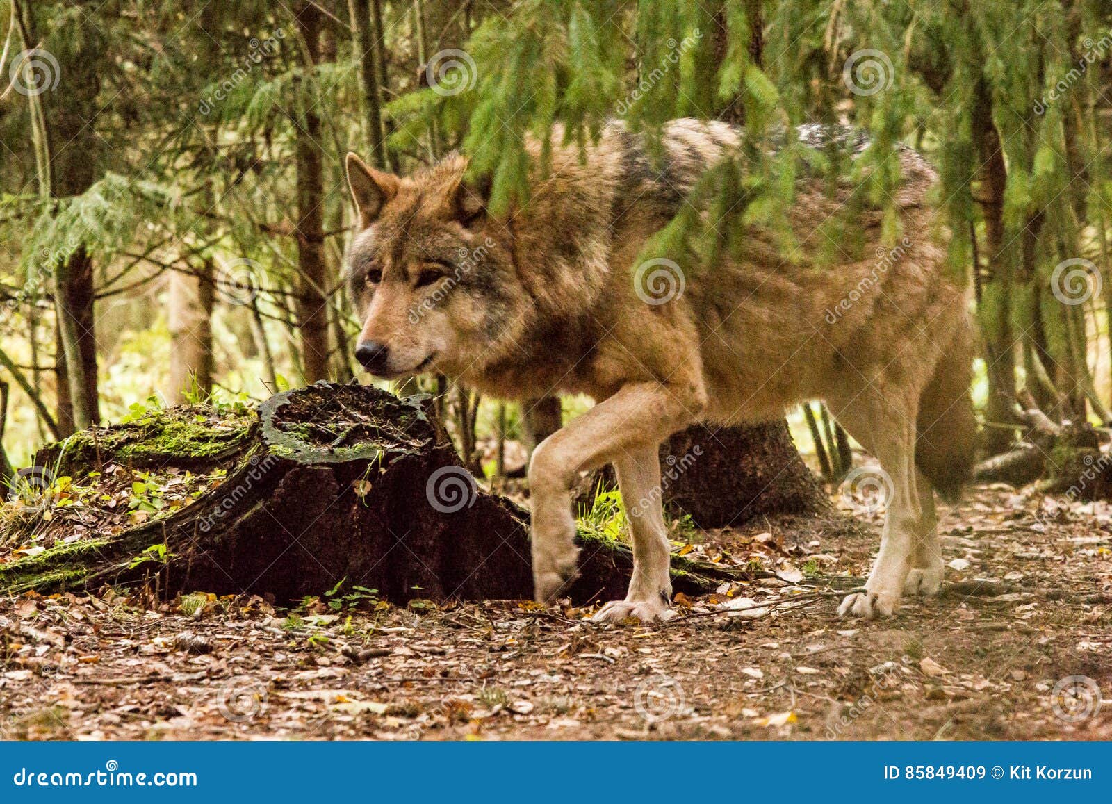 Portrait of a Wolf in Autumn Forest Stock Image - Image of lupus, cage ...
