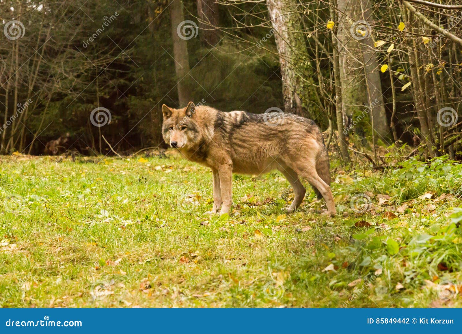 Portrait of a Wolf in Autumn Forest Stock Photo - Image of wildlife ...