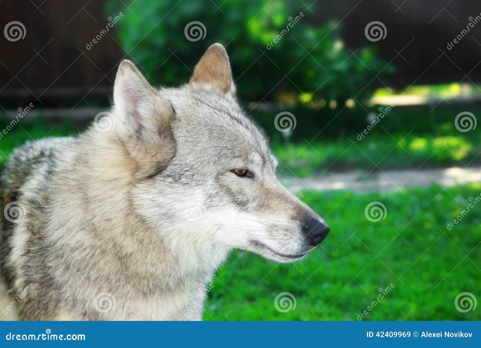 Brown Wolf Hybrid