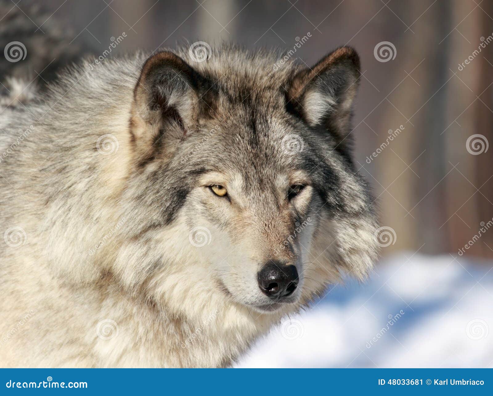 Portrait of wolf stock image. Image of gray, wolf, animal - 48033681