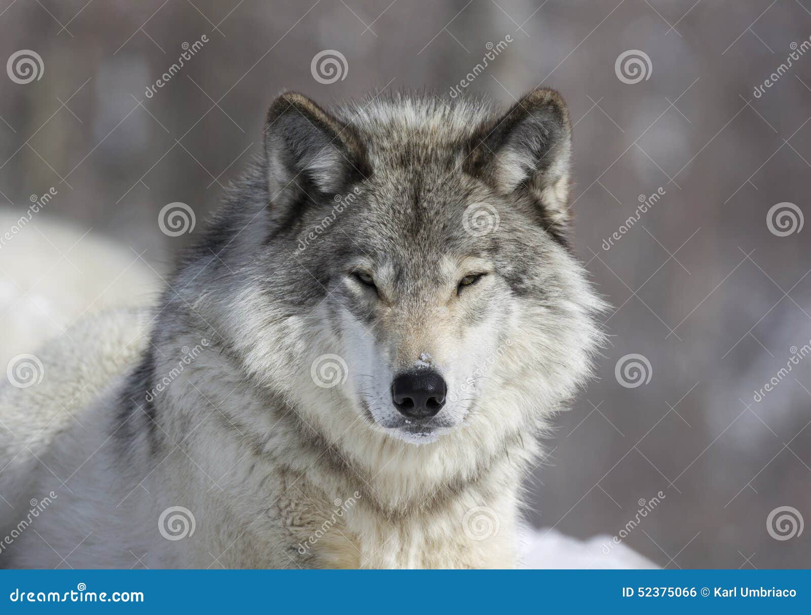 Portrait of wolf stock photo. Image of winter, wildlife - 52375066