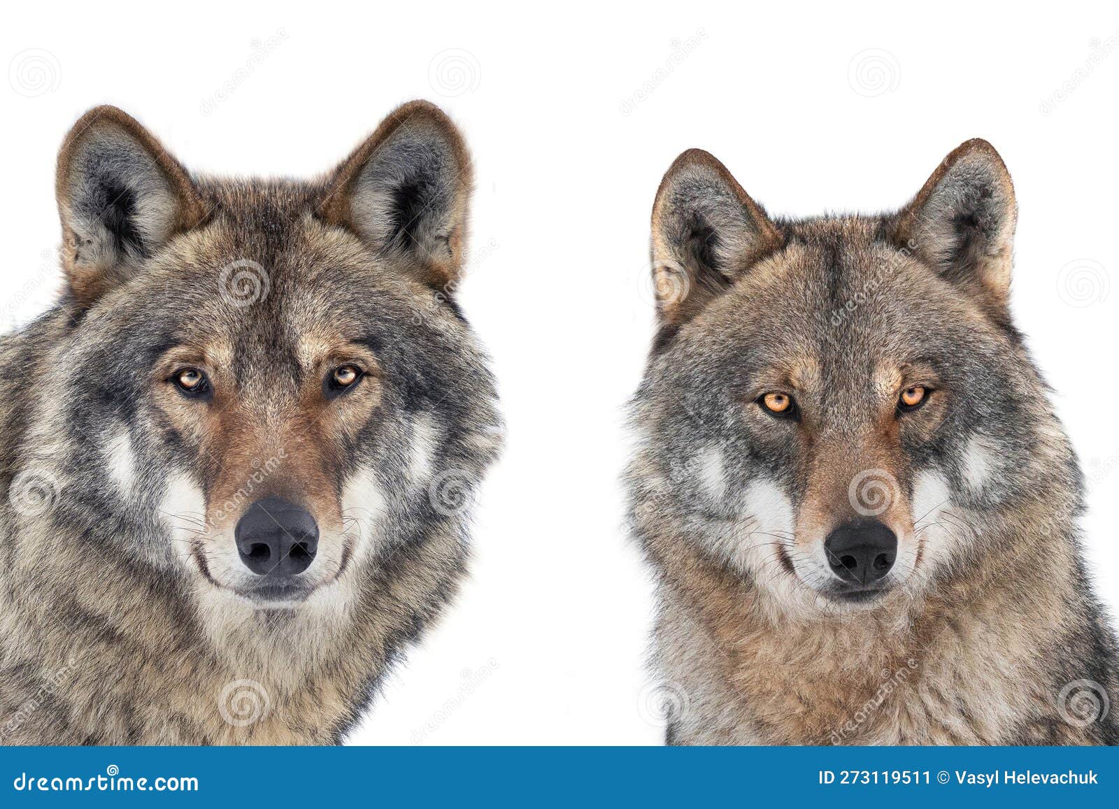 Portrait Wolf and she Wolf Isolated on White Stock Image - Image of ...