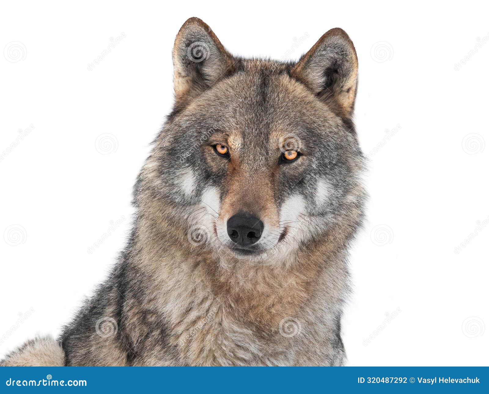 Portrait Of A Wolf. Gray Wolf. Portrait Of A Lying Wolf Stock Photo ...