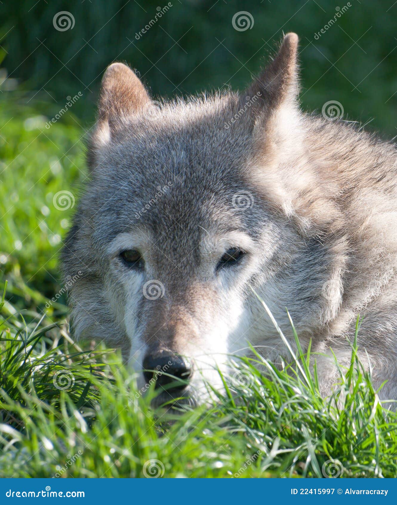 Portrait of Wolf Lying in the Grass Stock Image - Image of creature ...