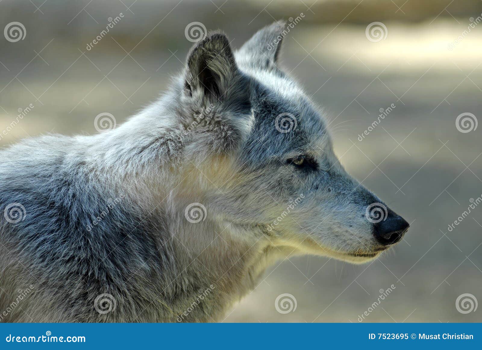 Portrait wolf of Mackenzie stock image. Image of muzzle - 7523695