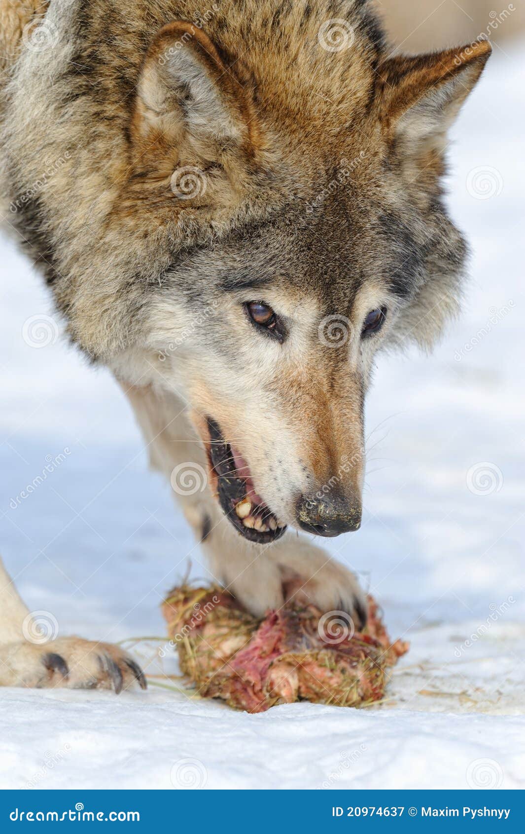 Portrait of the wolf male stock image. Image of winter - 20974637