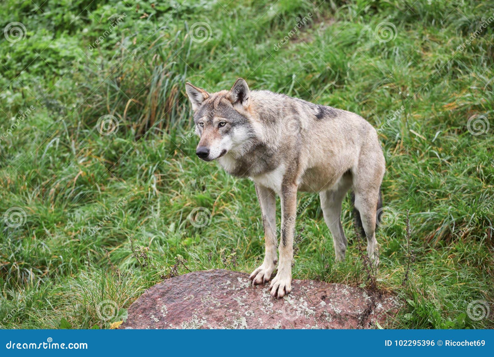 Wolf in the nature stock photo. Image of wolf, carnivore - 102295396
