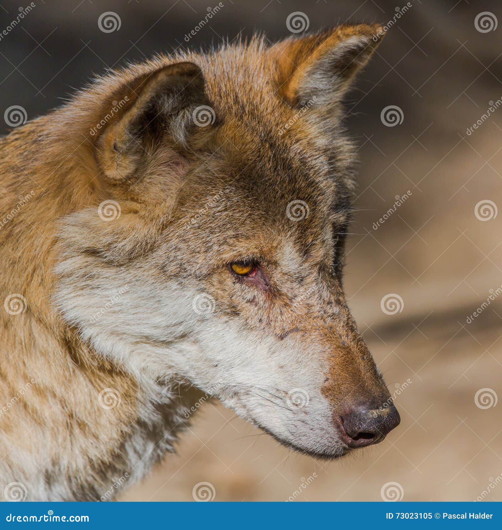 Portrait of a Wolf in Sunlight Stock Image - Image of profile, eyes ...