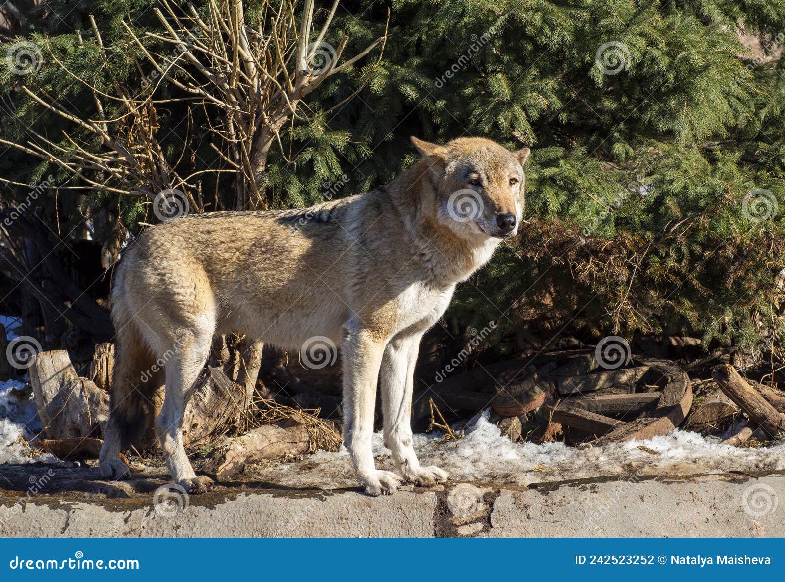 Portrait of a Wolf, Wild Animals of Prey. Stock Photo - Image of male ...