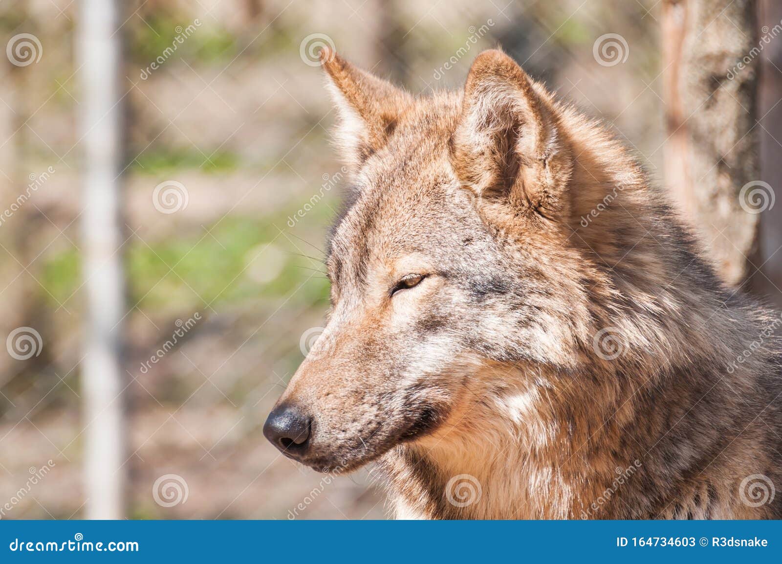 Portrait of a Wolf in the Zoo Stock Image - Image of closeup, furry ...
