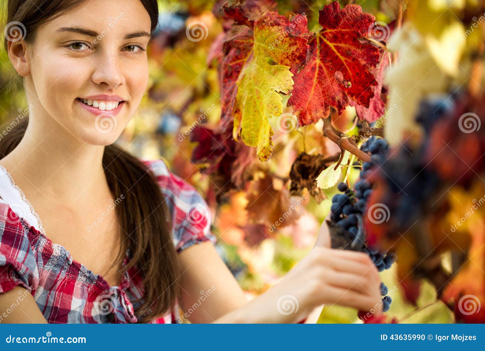 Portrait of Woman in Vineyard Stock Photo - Image of life, cultivation ...
