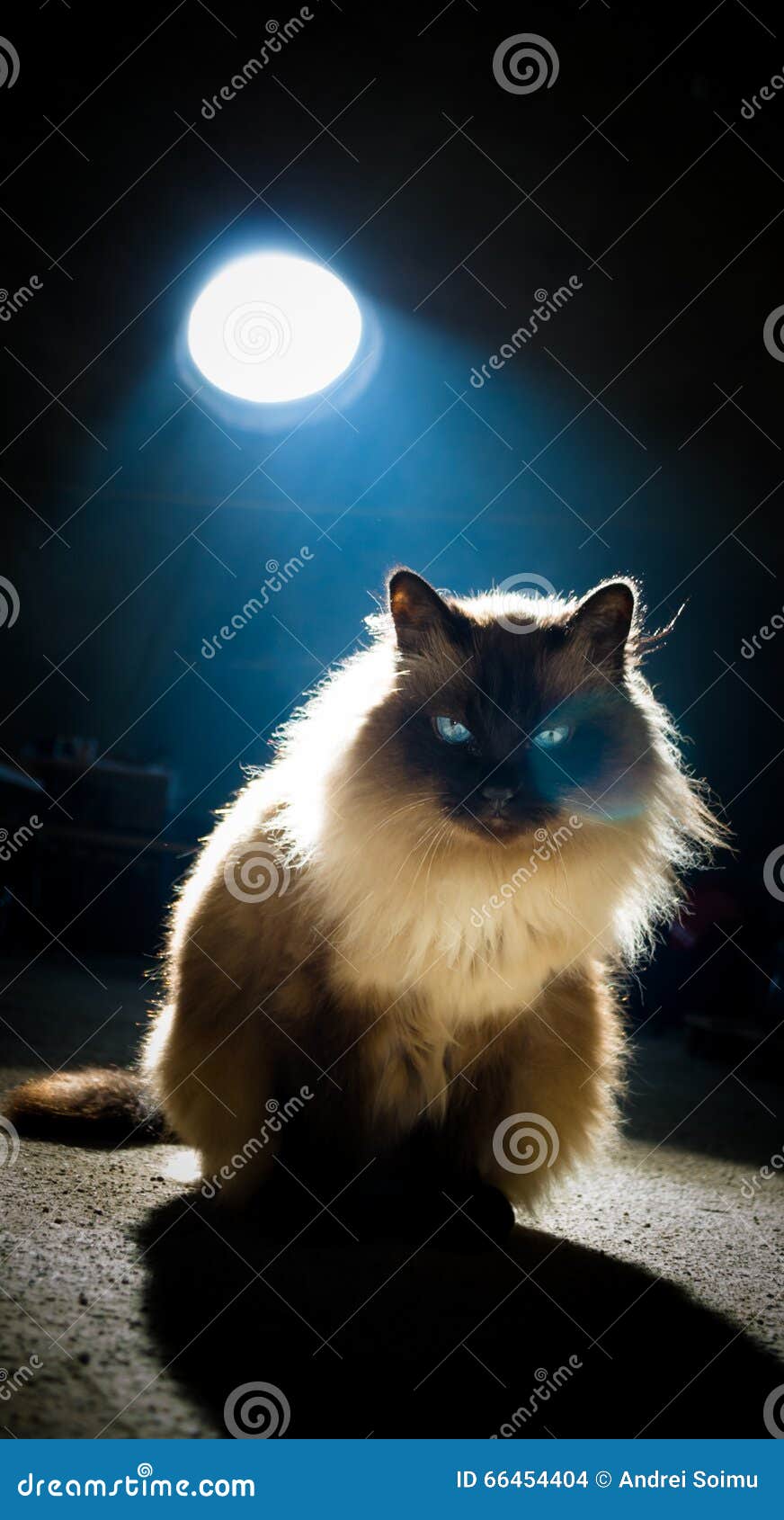 447 Cat Spotlight Stock Photos - Free & Royalty-Free Stock Photos from ...