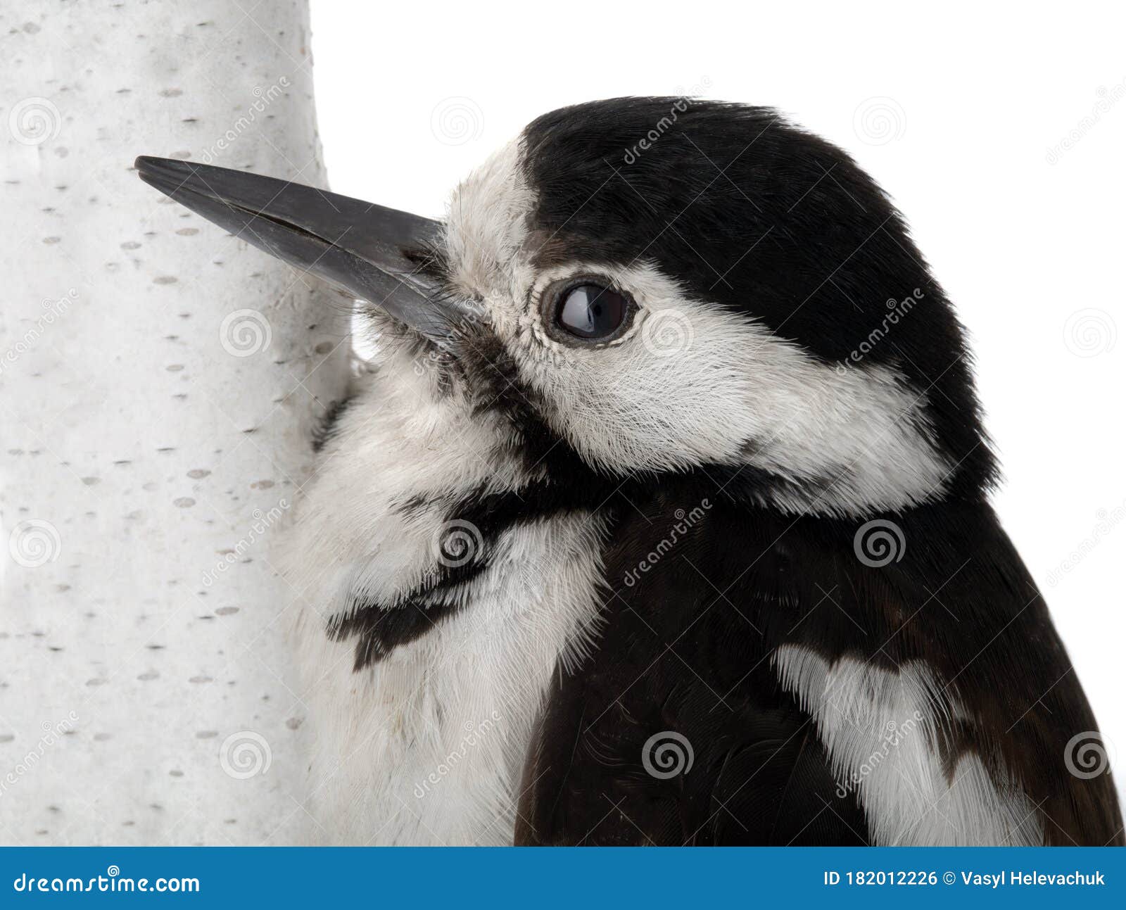 Portrait Woodpecker Sits on a Tree Branch Isolated on a White Stock ...