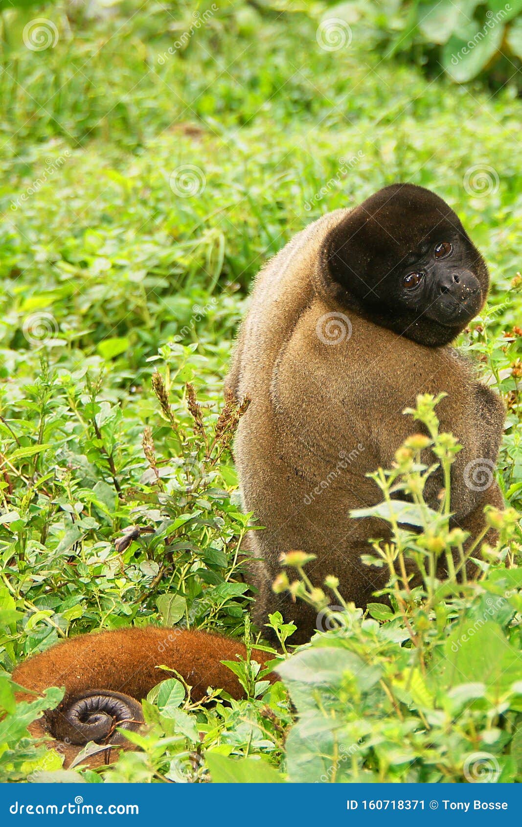Portrait of a Woolly Monkey Stock Image - Image of jungle, apes: 160718371