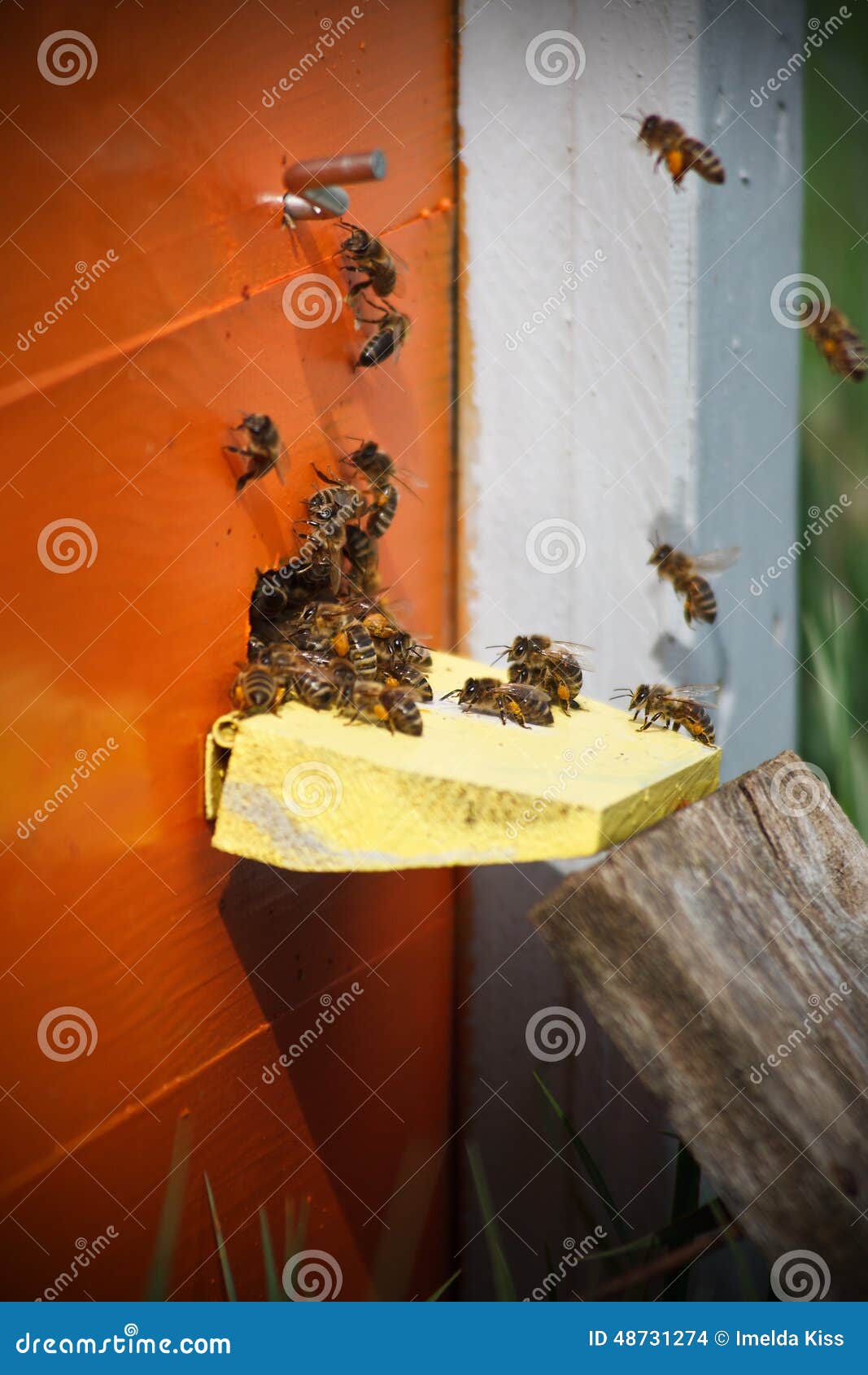 Portrait of working bees stock photo. Image of detail - 48731274