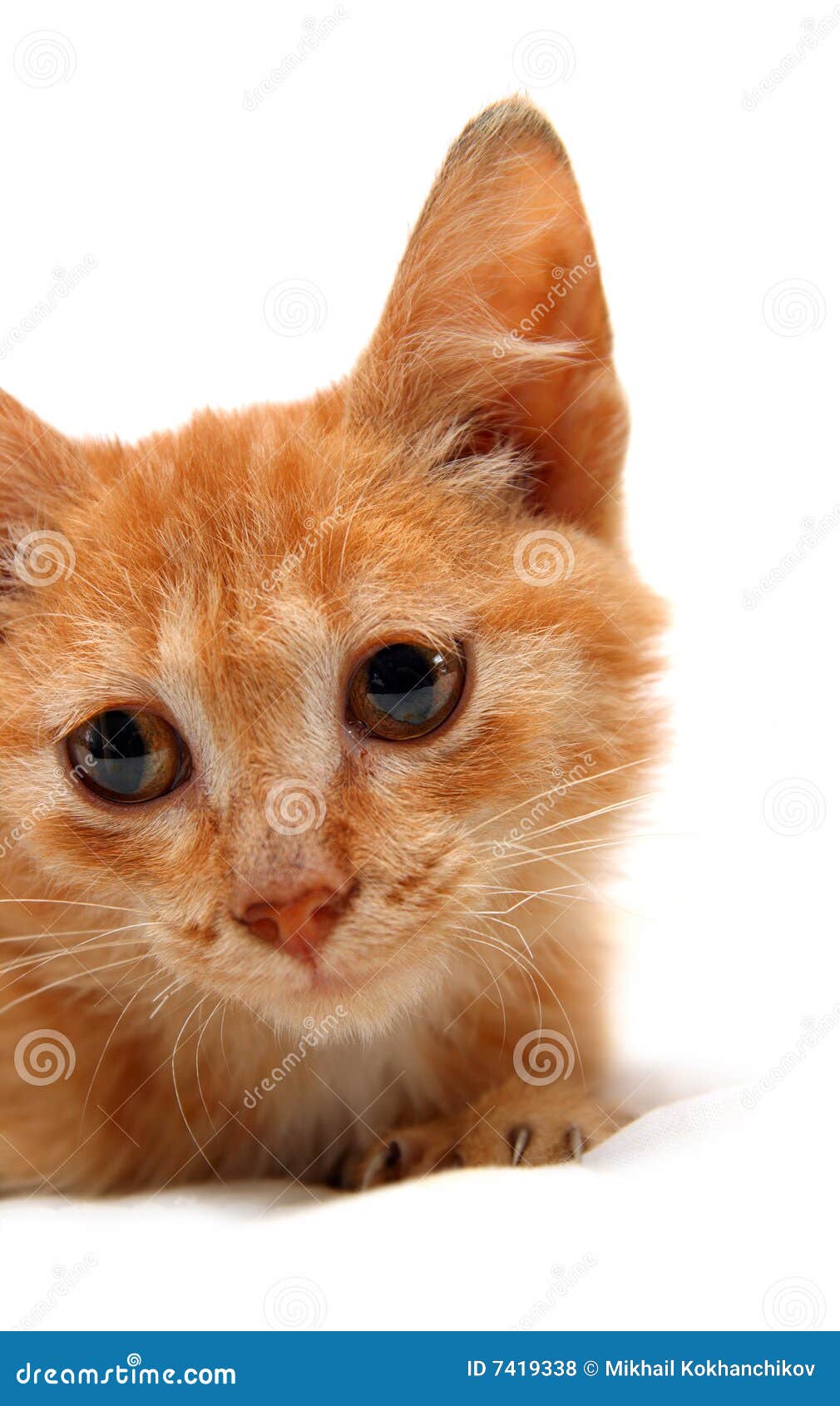 Portrait of Wretched Red Small Cat Stock Photo - Image of cute ...