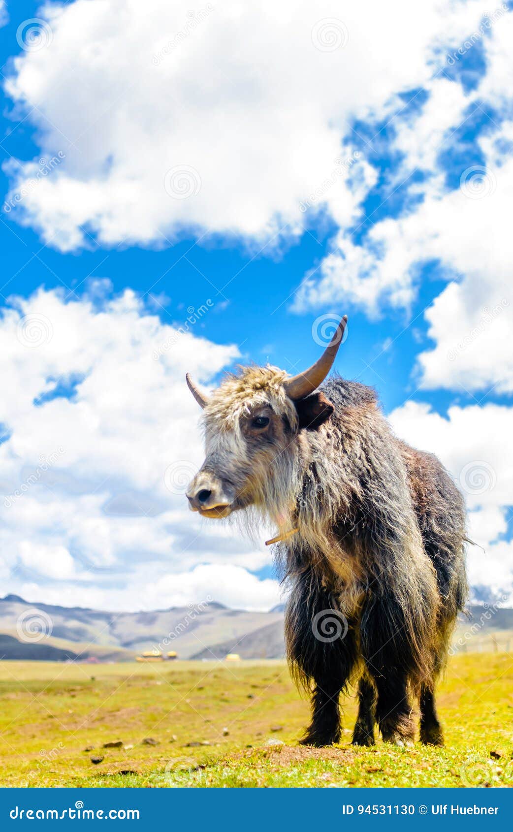 Portrait of Yak in Sichuan Province Stock Photo - Image of lonely ...