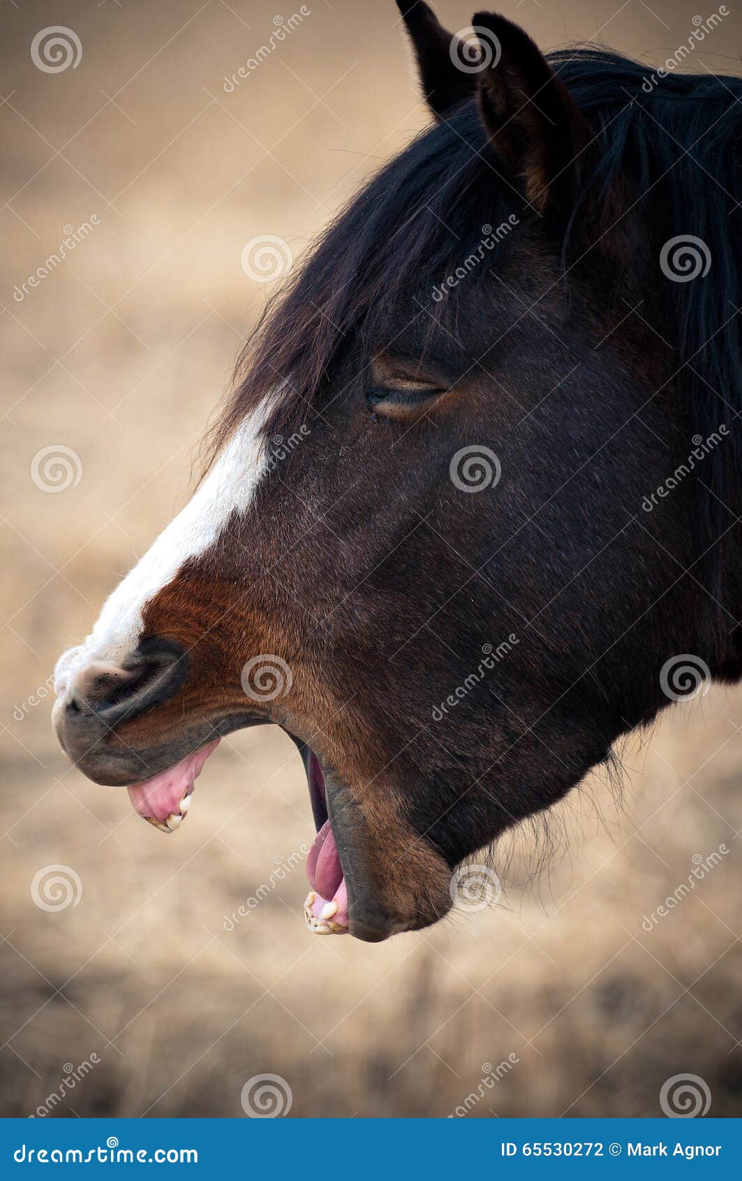 Portrait of a Yawning Horse Head Stock Photo - Image of mane, outdoor ...
