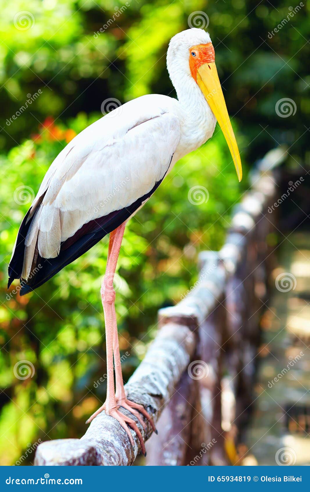 Portrait of Yellow-billed Stork Stock Image - Image of outdoor, nature ...
