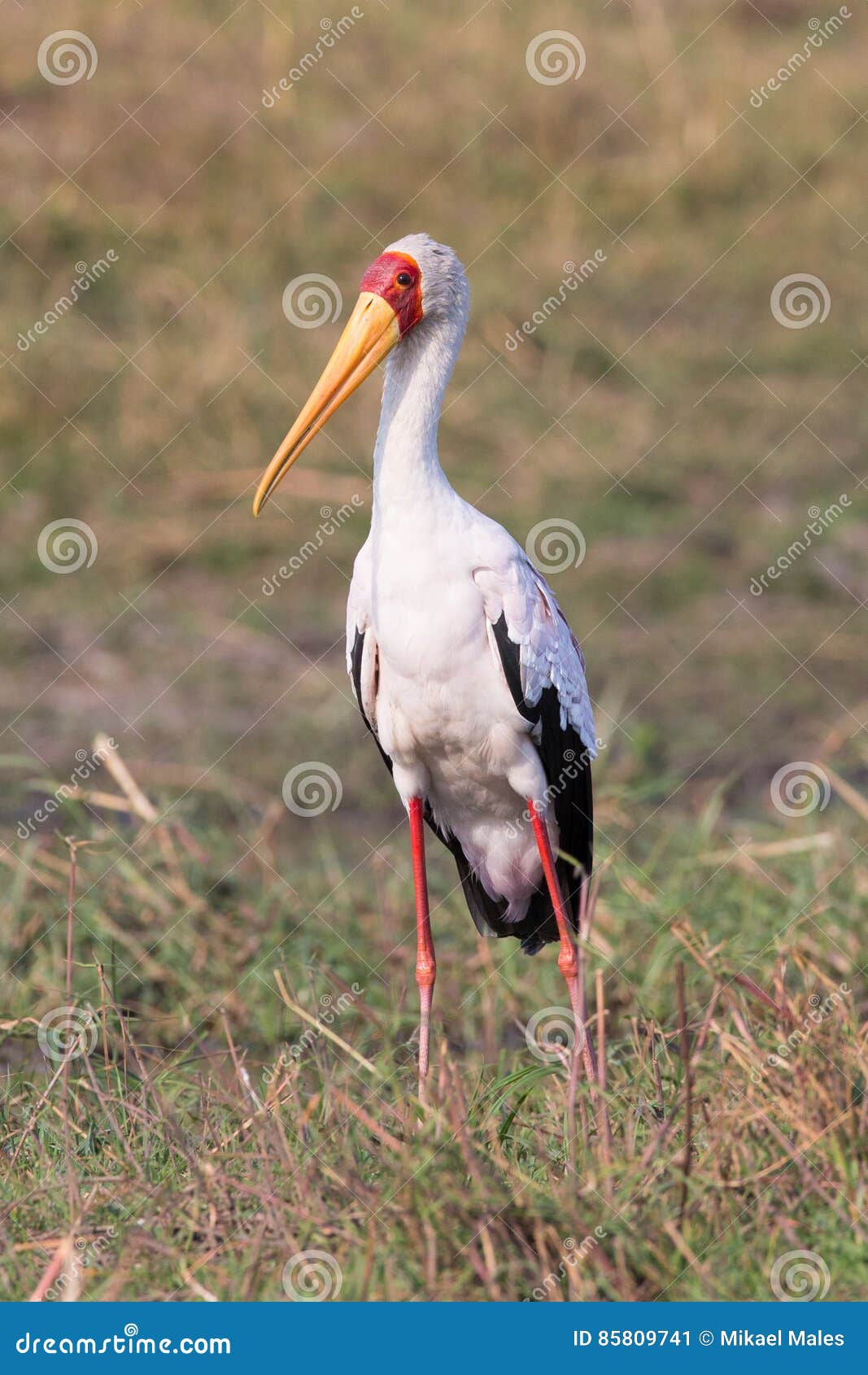 Portrait of a Yellow-billed Stork Stock Image - Image of birds, bird ...