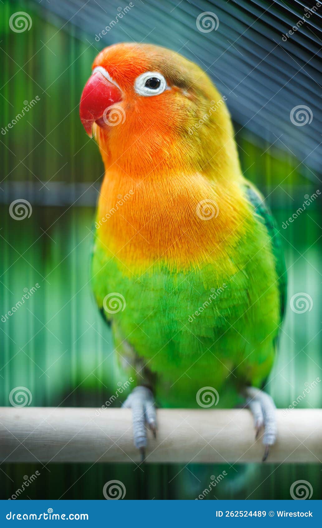 Portrait of a Yellow-collared Lovebird Stock Image - Image of wild ...