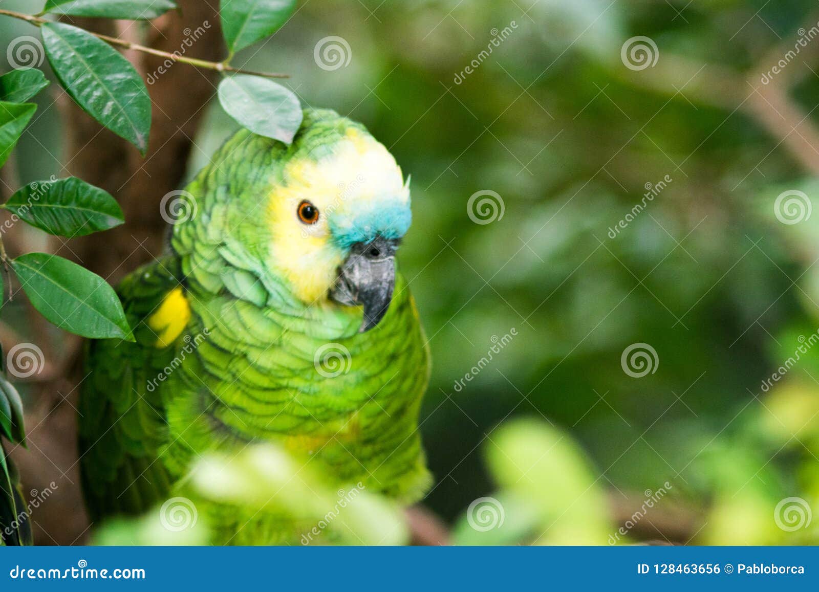 Yellow-Crowned Amazon Parrot Stock Photo - Image of jungle, cute: 128463656