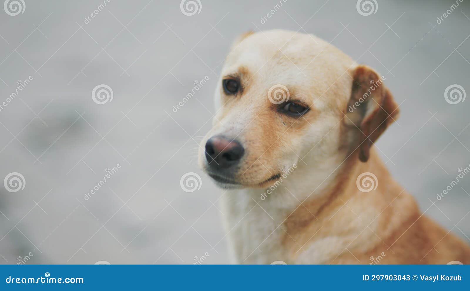 Portrait of a yellow dog stock video. Video of puppy - 297903043